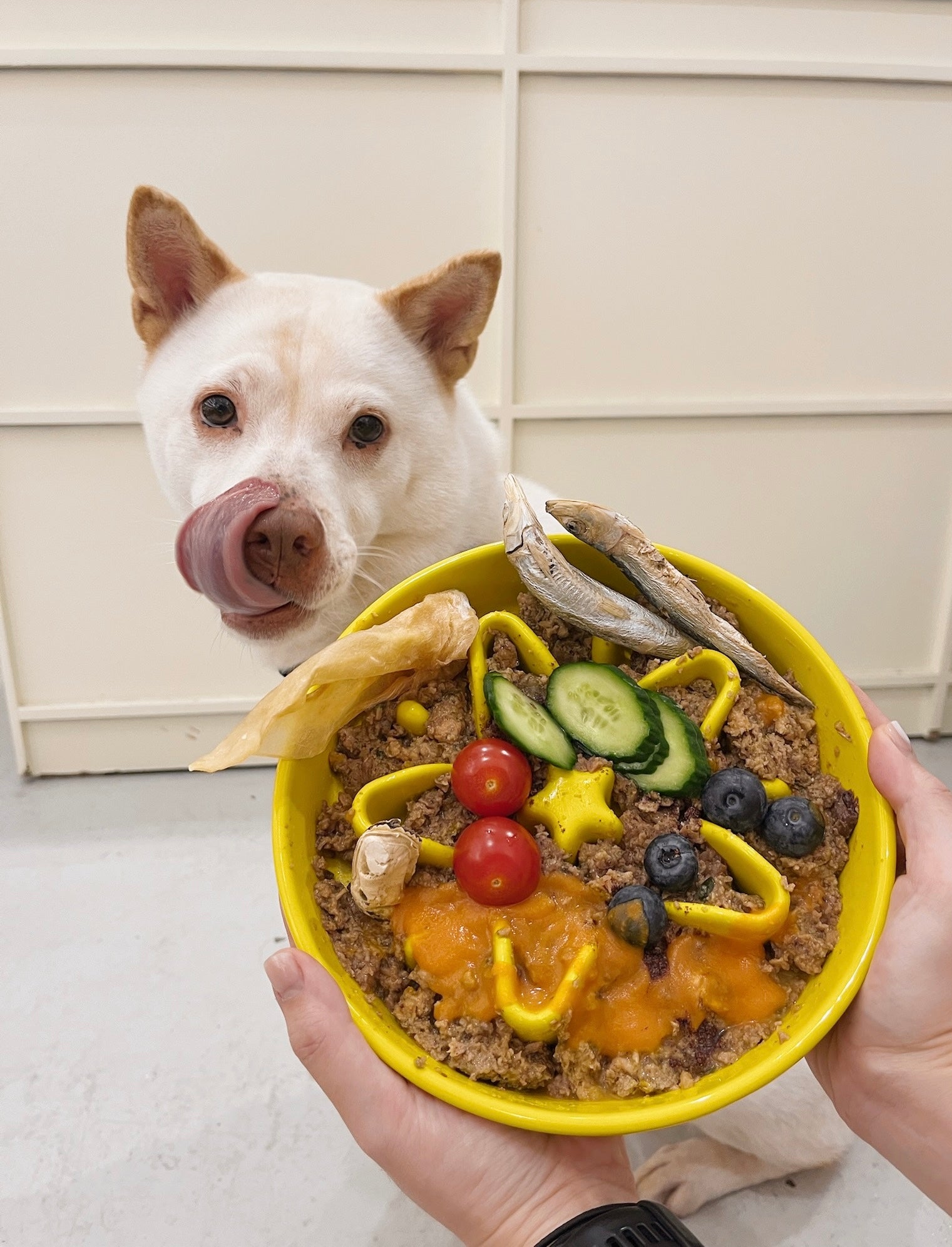 Meal Prep Collection – Petisan