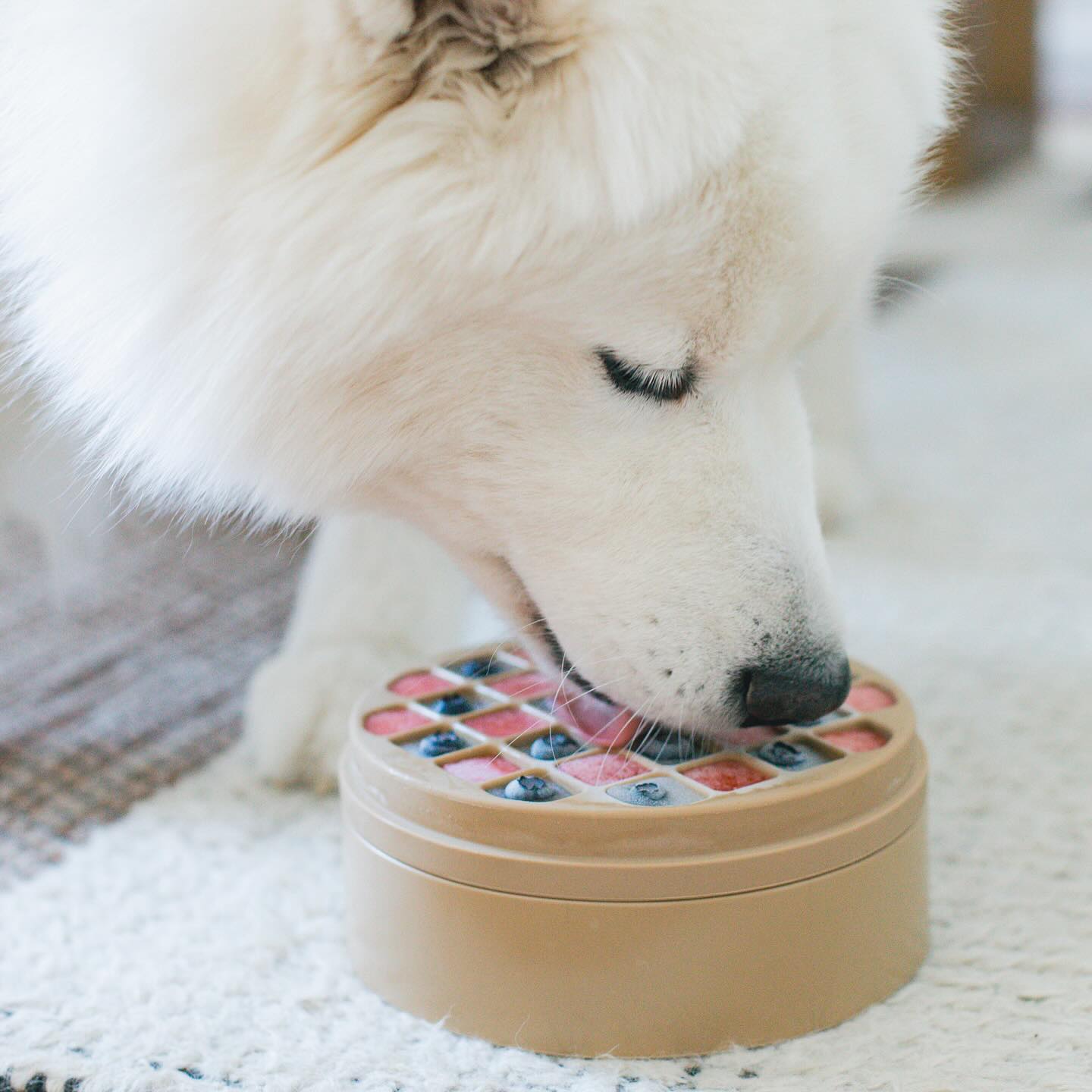 Petisan HK - Design & Lifestyle for Modern Pet Lovers